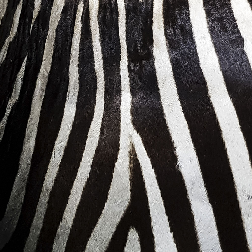 ANIMALIC AREA I (US/EUROPE) - osmoart