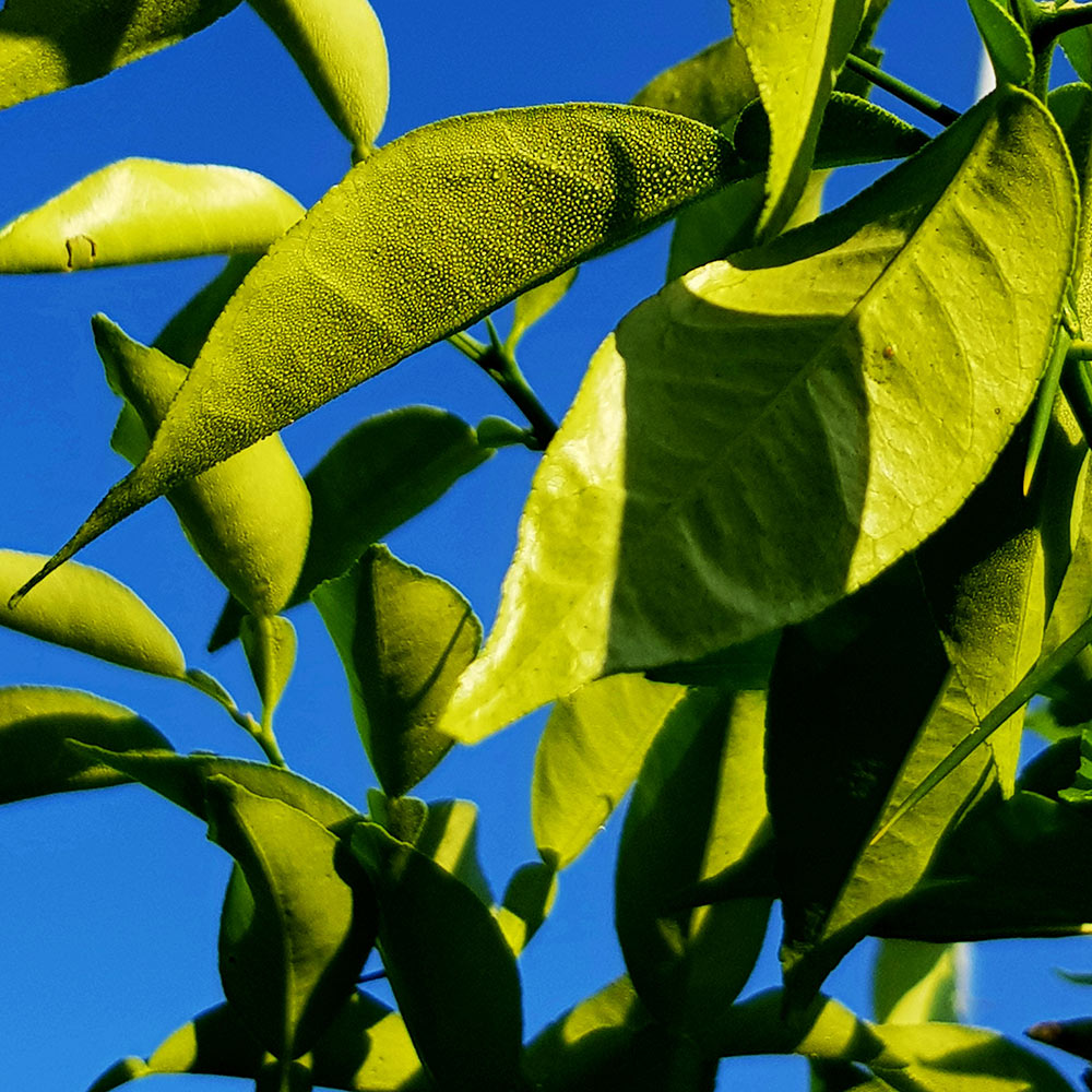 A la source d’un agrume nippon : le yuzu - osmoart : osmoart