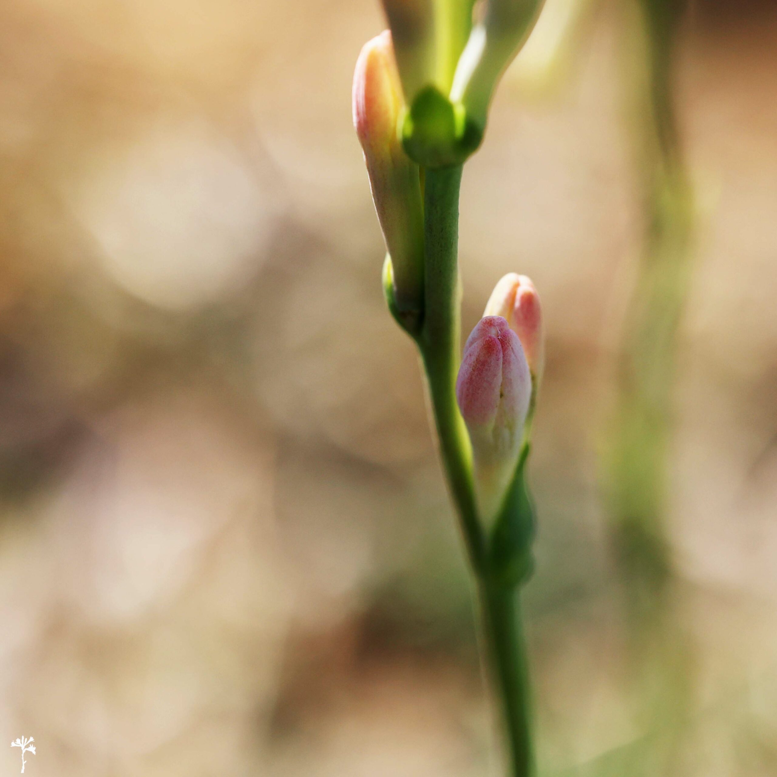 A TON ÉTOILE (verset 1) - osmoart : osmoart